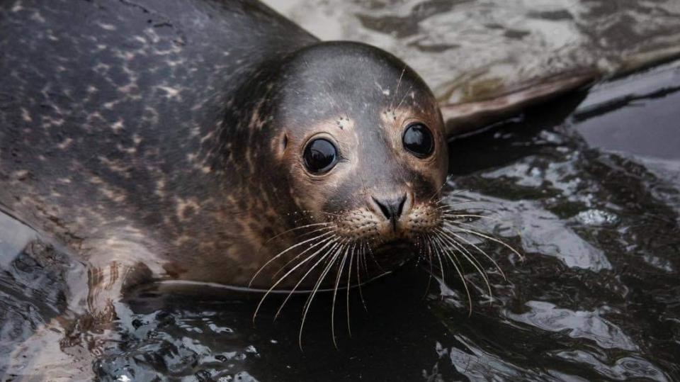Seal Rescue Ireland | The Wheel